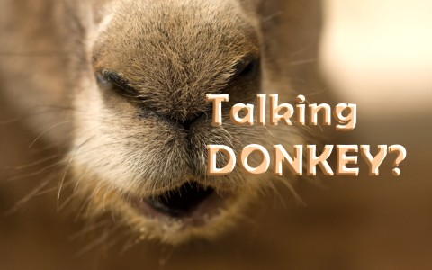 What Is The Story Of The Talking Donkey In The Bible?